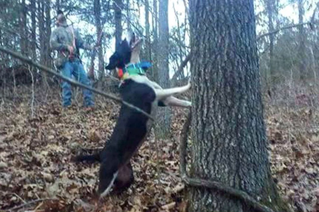 Hog Dogs: The Best Breeds for Hog Hunting - Wide Open Spaces