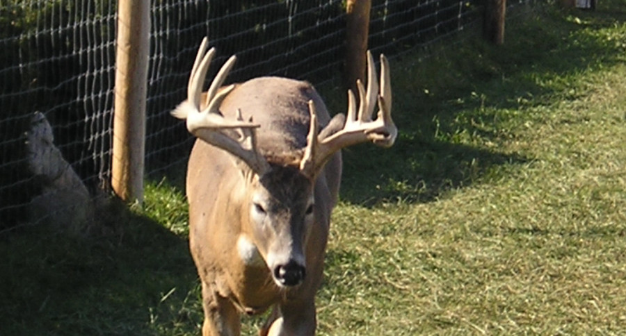 Michigan Game Ranch Owner Sentenced for Falsifying CWD Testing Info ...