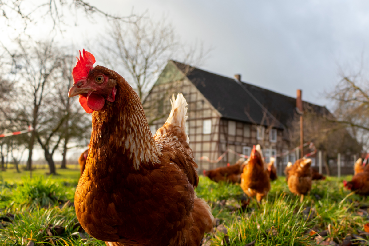 History of Chicken Evolution: Where They Come From & How We Got Here