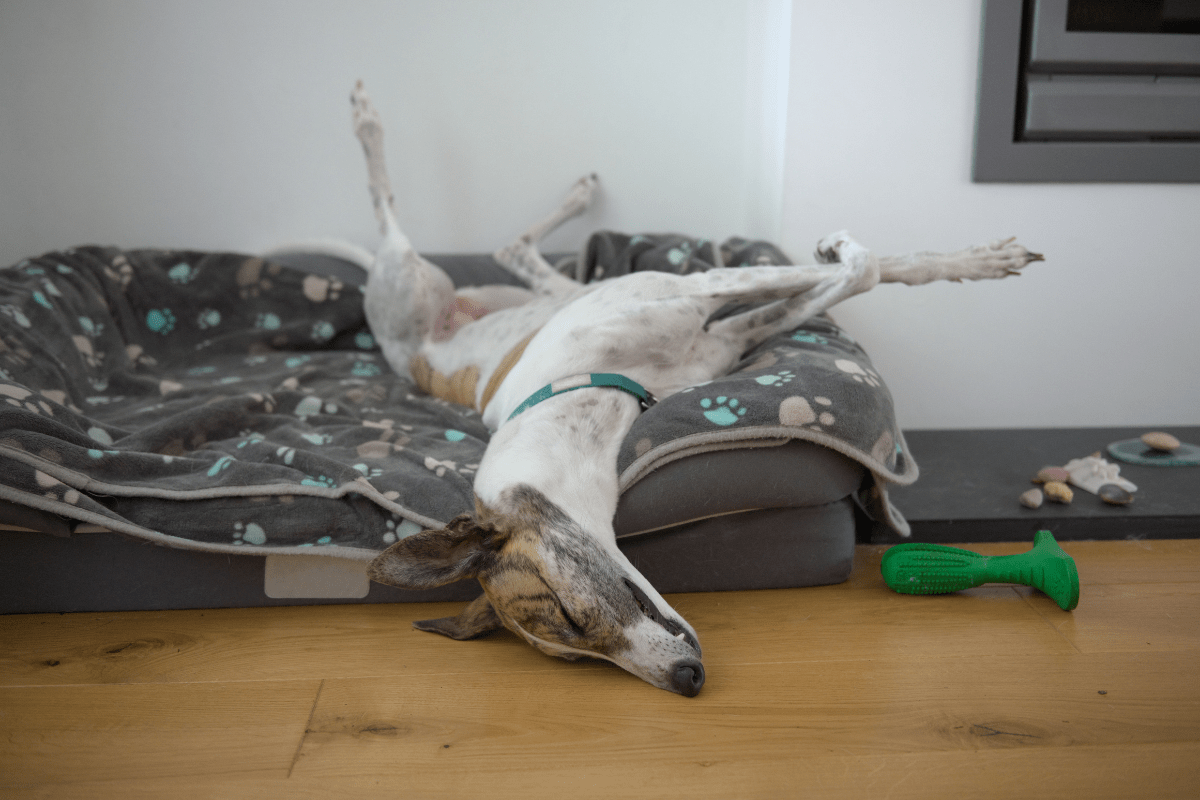 Common Dog Sleeping Positions + What It Says About Their Personality
