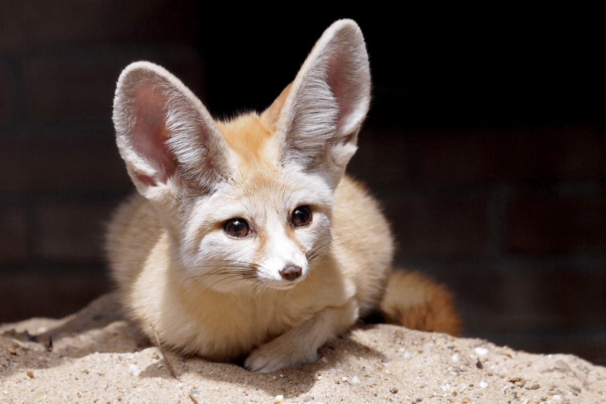 45 Fox Names: Cute, Popular and Famous Pet Name Ideas