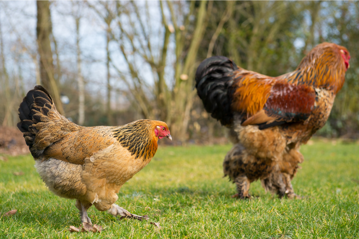 Celebrities, Puns, and Coops: 27 Best Chicken Names Since Heidi Plume