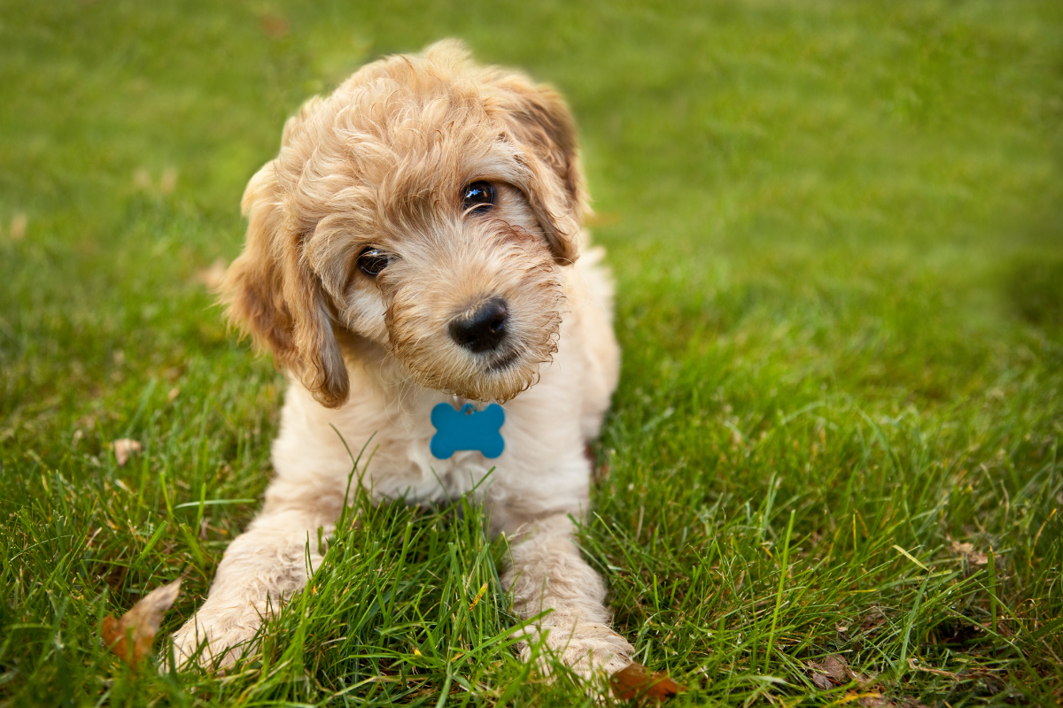 Labradoodle: The History Behind the Perfect Service Dog