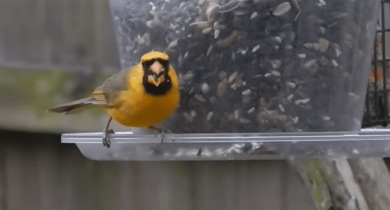 Rare Yellow Cardinal Spotted in Tennessee and Caught on Video