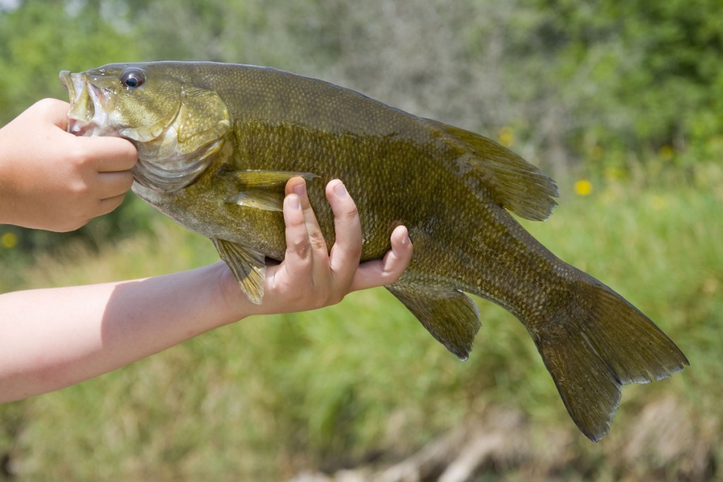 Michigan Angler Catches, Releases Rare Golden Smallmouth Bass