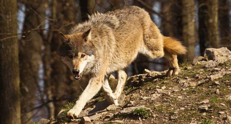 Where, When, and How to Hunt Wolves in the US - Wide Open Spaces