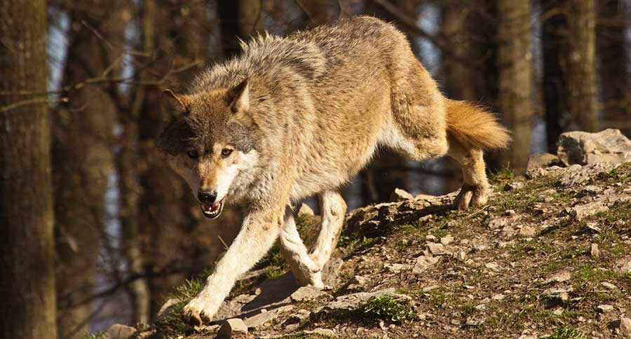 Where, When, and How to Hunt Wolves in the US - Wide Open Spaces