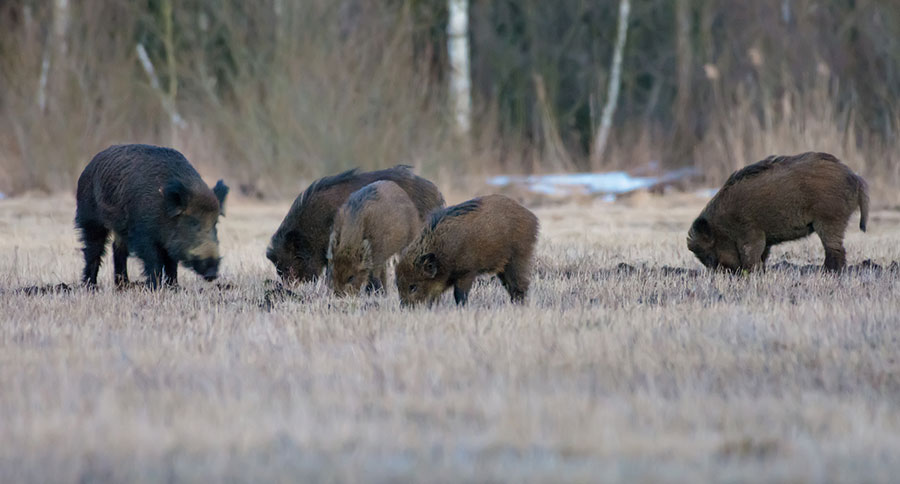 10 of the Best States for Hog Hunting - Wide Open Spaces