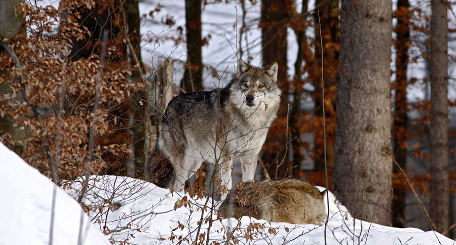 Minnesota Wolf Hunting Ban, Despite Endangered Listing, Won't Reach ...