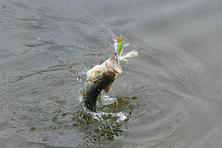 60 Explosive Topwater Bass Strikes in Under 5 minutes