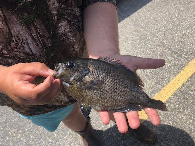 Georgia Spotted Sunfish Record Falls - Wide Open Spaces