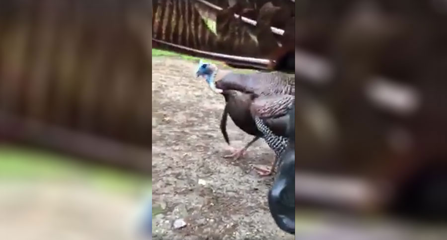 Motorized Turkey Decoy Called Mobo Gobbler - Wide Open Spaces
