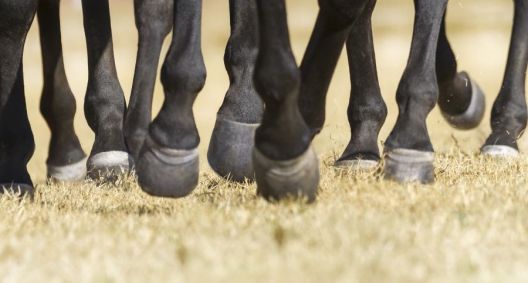 Proper Hoof Care: How to Address a Fractured Coffin Bone