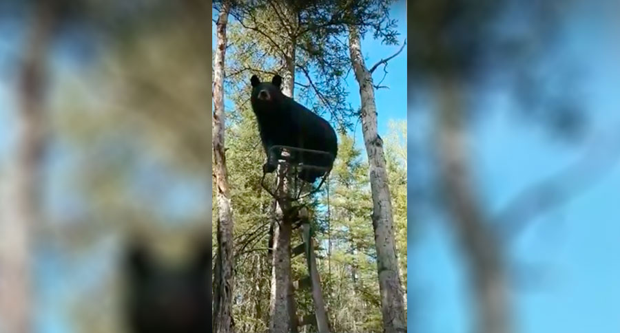 Hunter Hilariously Asks Bear to Get Out of His Treestand - Wide Open Spaces