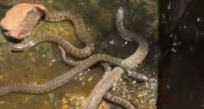 Dozens of Snakes Seen Slithering Around at Enchanted Rock - Wide Open ...
