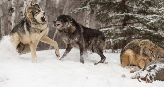 B.C. Wolf Cull Proving Beneficial for Struggling Caribou Population ...