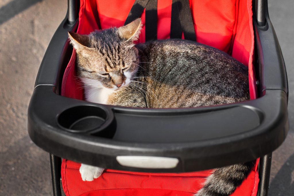 The Best 5 Cat Strollers for Your Cat and Small Dogs