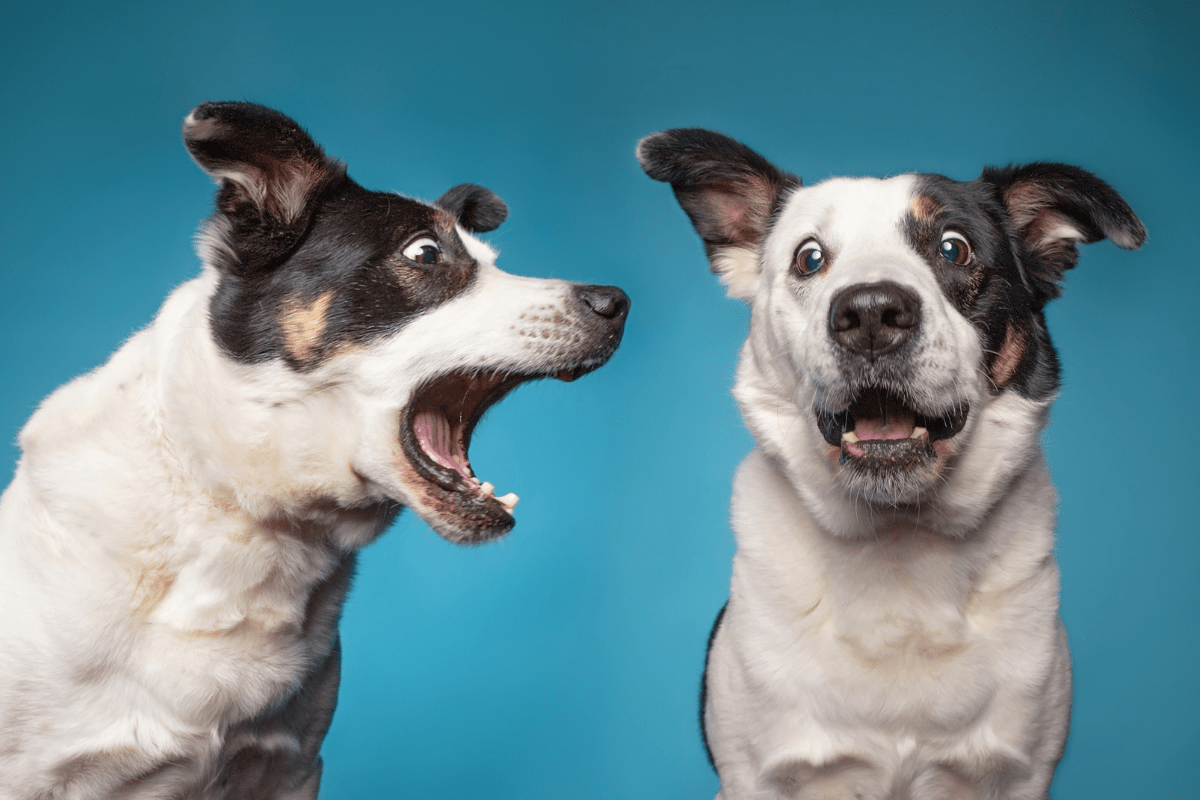 Dog Grumbling: Decoding Multiple Forms of Canine Communication
