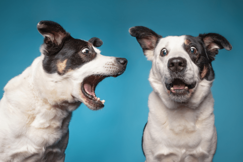 Dog Grumbling: Decoding Multiple Forms of Canine Communication