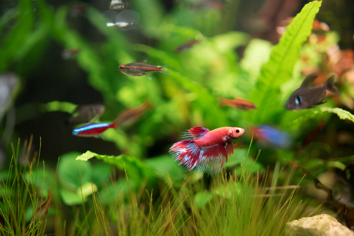 Betta Fish Tank: Size, Basic Needs + The Perfect Picks for Piscine Pals