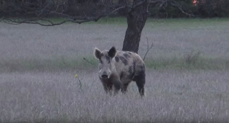 You Need to See These Hunters in Texas Call in a Boar From His Nap ...