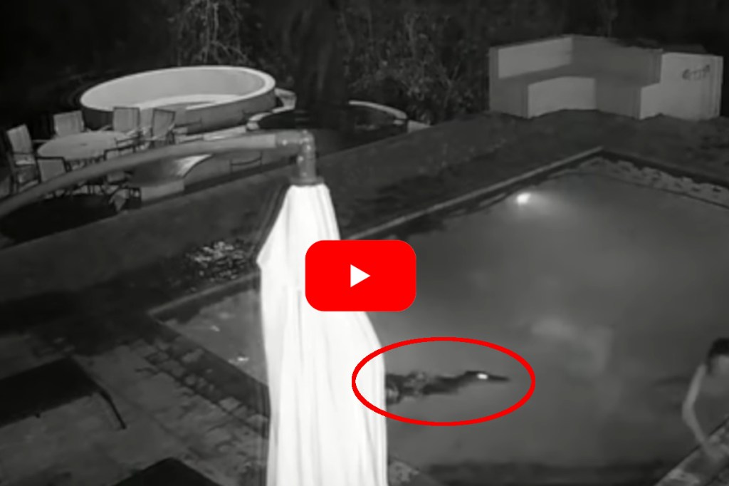 Alligators Face Off in Florida Backyard Wrestling Match - Wide Open Spaces