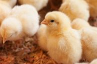 Two Large Cicada Broods to Emerge Spring 2024