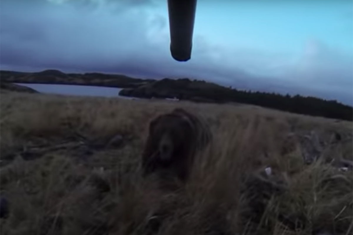 Kodiak Bear Charges Hunter and Guide After Arrow Impact - Wide Open Spaces