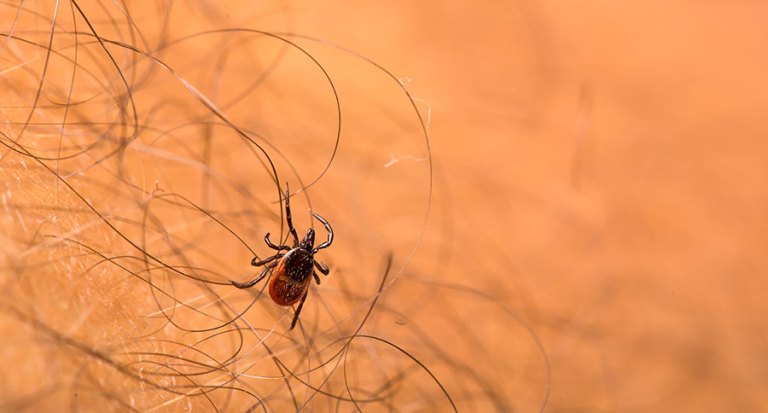 The Tick App: The App That Tracks Ticks - Wide Open Spaces