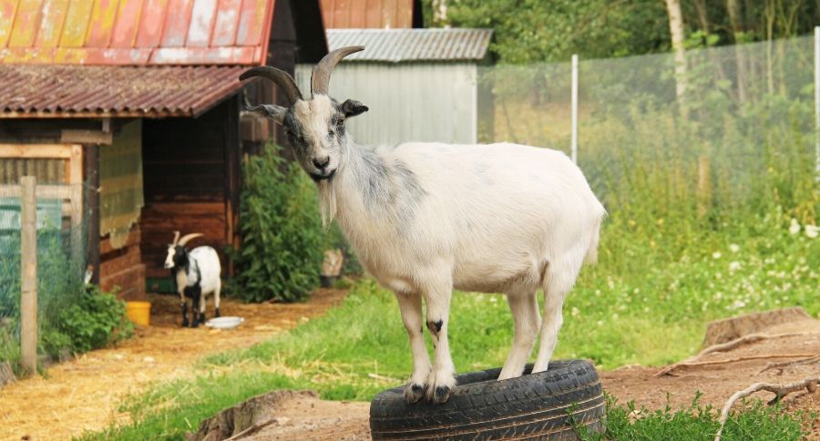 45 Goat Puns for Homesteaders