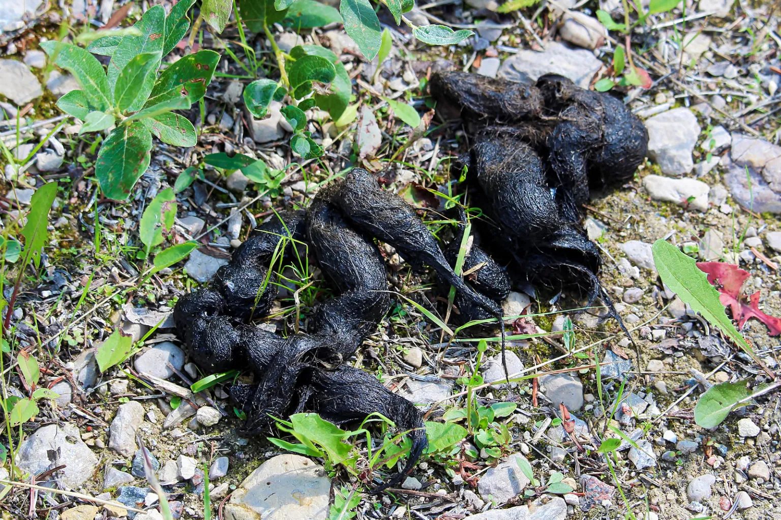 Can You ID These Animals By Their Poop? - Wide Open Spaces