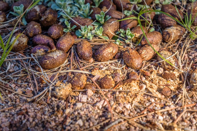 Can You ID These Animals By Their Poop? - Wide Open Spaces