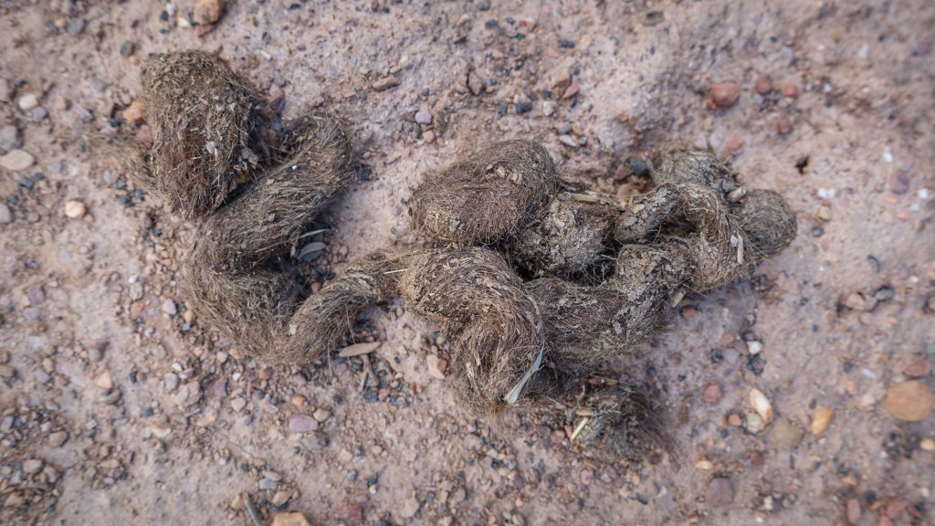 Can You ID These Animals By Their Poop? - Wide Open Spaces