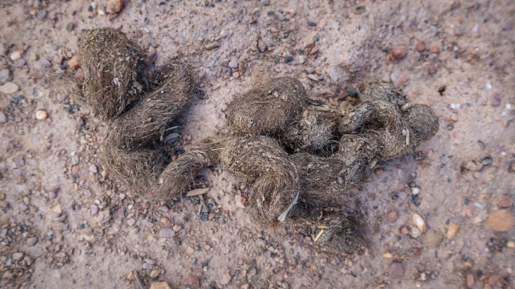 Can You ID These Animals By Their Poop? - Wide Open Spaces