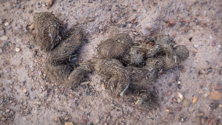 Can You ID These Animals By Their Poop? - Wide Open Spaces