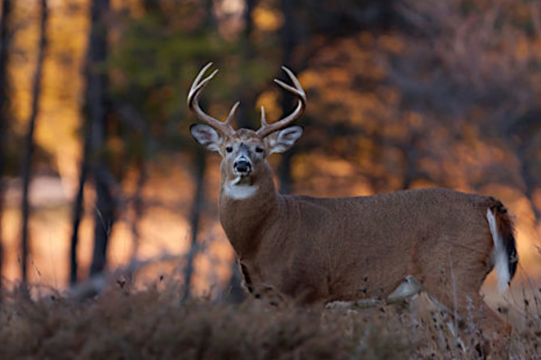 The Internet's Top 8 Deer Trail Camera Pictures