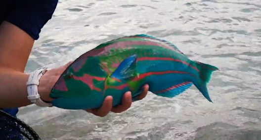 The Surge Wrasse Might Be the Most Colorful Fish You Can Catch - Wide ...