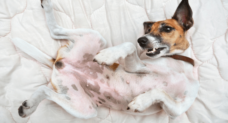 Is Your Dog's Stomach Gurgling? Why, What to Do, and What They Mean