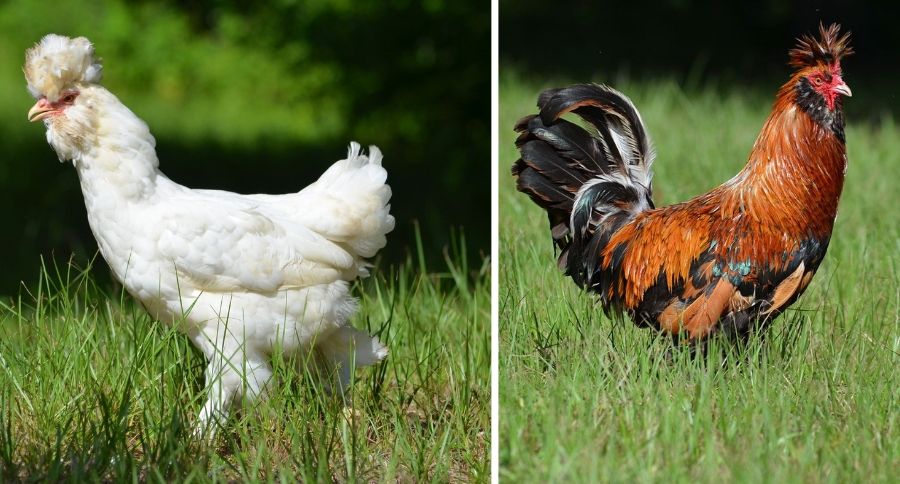 Rare Russian Chicken Breed Available in the U.S.