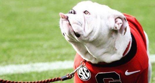 Sports Illustrated Celebrates Greatest Animal Mascots in College Football