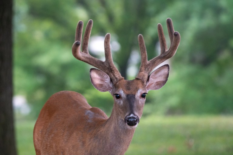 Taxidermist Digs Full Broadhead and Partial Arrow Shaft Out of Buck's ...