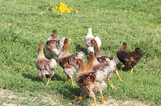 10 Ideas for Backyard Chicken Toys and Entertainment