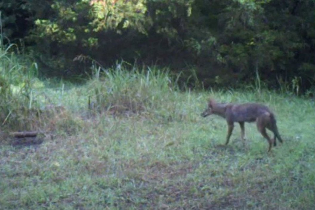 Coyote Trapping Basics: The Hows and Whys of This Predator Control ...