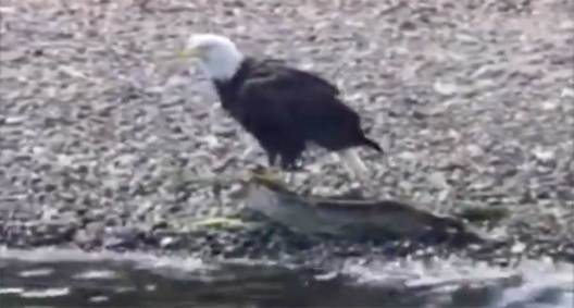 Bald Eagle Drags Big Fish Catch to the Shore by Swimming - Wide Open Spaces