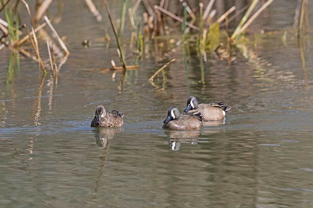 Are You Ready for Early Teal Hunting Season? - Wide Open Spaces