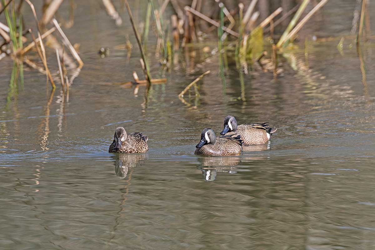 Are You Ready for Early Teal Hunting Season? - Wide Open Spaces