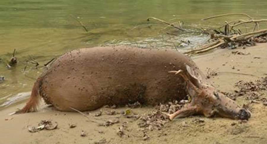 Pennsylvania Plans Large-Scale Cull in Desperate Attempt to Combat CWD ...