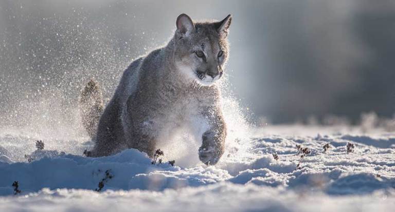 Iowa Elk Sightings on the Rise According to DNR