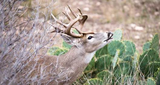 Texas Deer Hunting Season Outlook - Wide Open Spaces