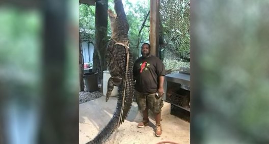 Flashback to the 700-Pound Alligator Found in Georgia Drainage Ditch ...